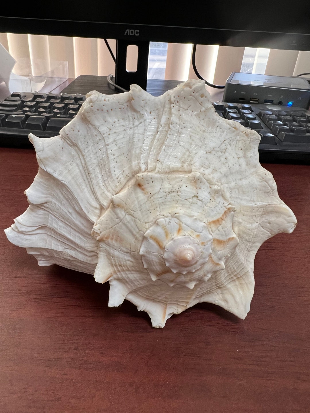 Right Handed Tiger Whelk Seashell DAKSHINAVARTI SHANKH 10 - Etsy