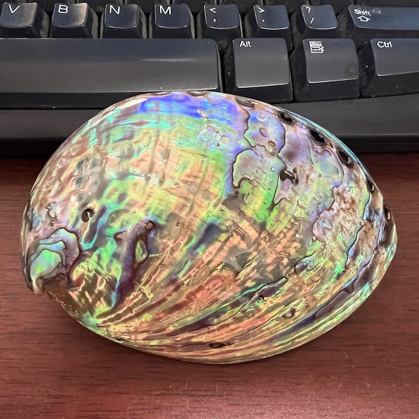 Blue Abalone Shell - Etsy