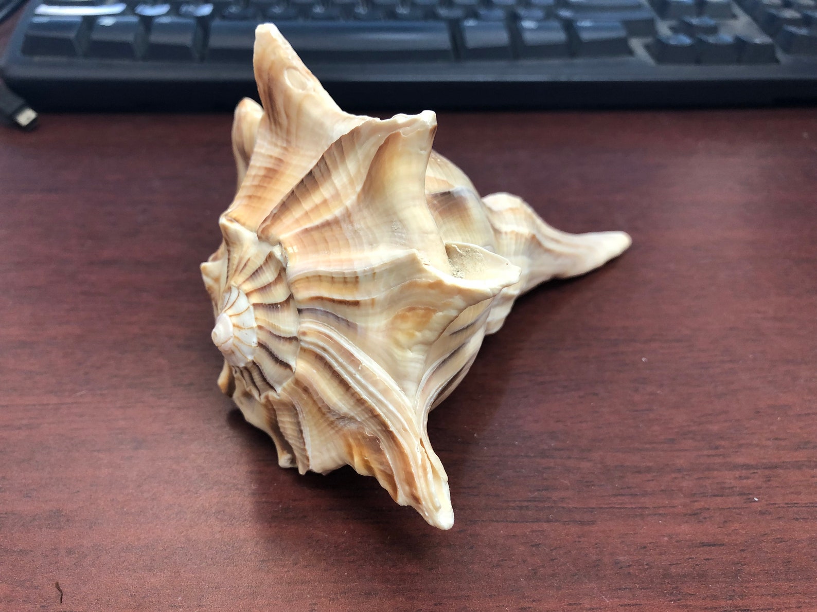 Right Handed Tiger Whelk Seashell DAKSHINAVARTI SHANKH 6 | Etsy