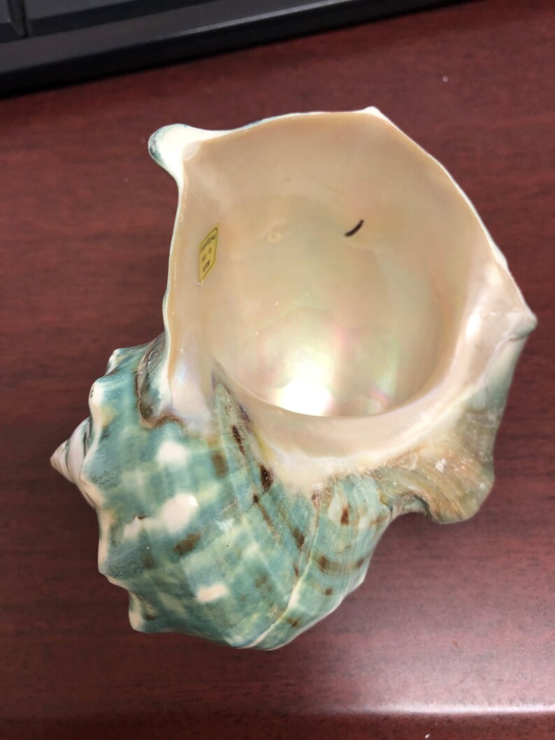 Very LARGE Green TURBO Hermit Crab Shell Decor 5 | Etsy