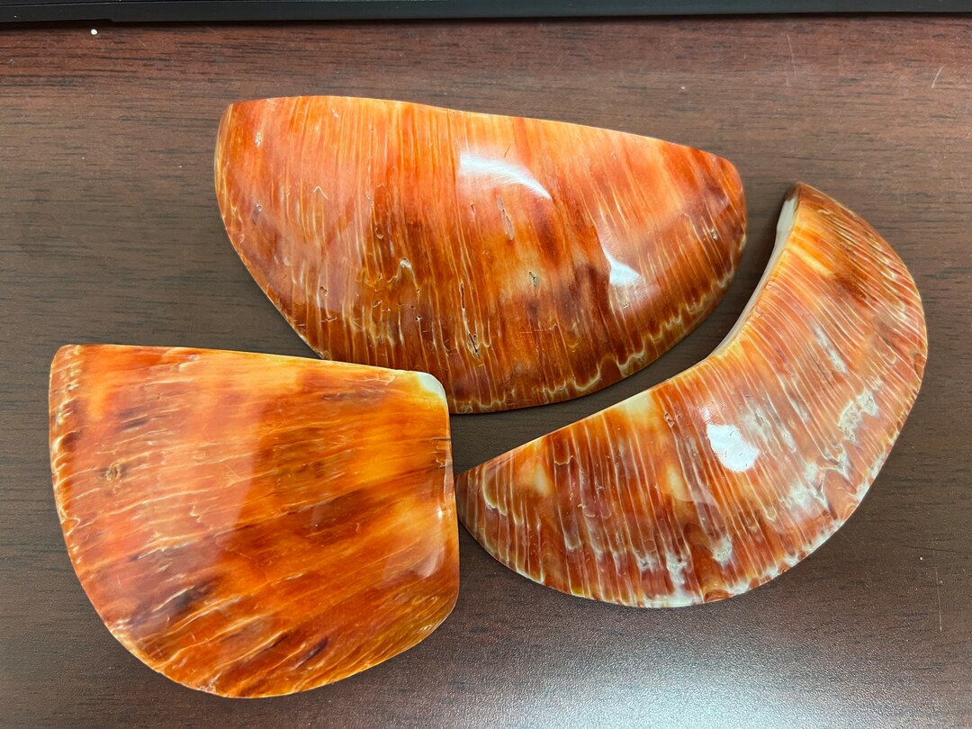 3 Pieces Coral Red Polished Spiny Oyster Shell Blank for Cabachons or ...