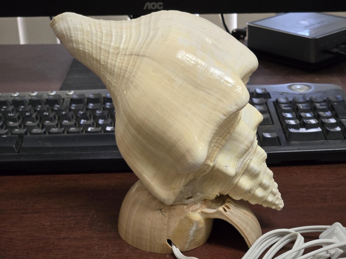 West Indian Shanka SHELL Nautical Beach Decor NIGHTLIGHT LAMP - Etsy