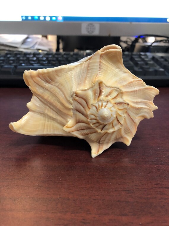 Right Handed Tiger Whelk Seashell DAKSHINAVARTI SHANKH 6 - Etsy