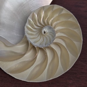 White Polished Pearlized Nautilus Center Sliced Decorative Nautical 4.5 ...