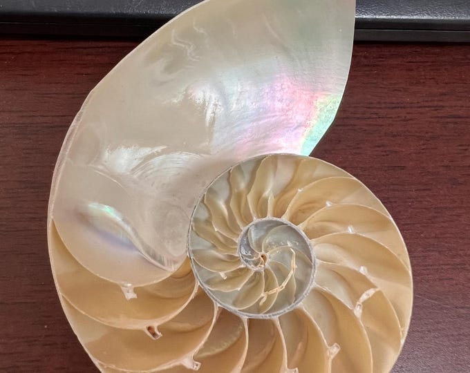 Chambered Cut Natural Nautilus Shell Natural Nautilus Coastal Home ...