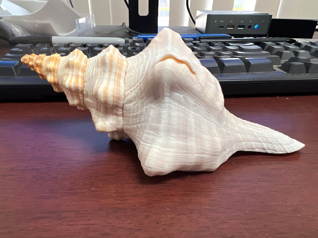 LARGE Natural Brown Striped Horse Conch Sea Shell Nautical 7 - Etsy