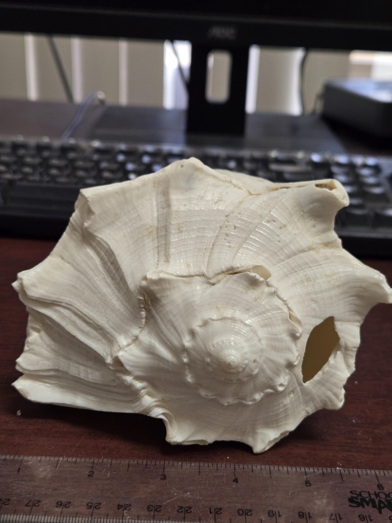Right Handed Tiger Whelk Seashell DAKSHINAVARTI SHANKH 9” - Etsy