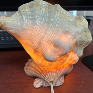 Conch SHELL Nautical Beach Decor NIGHTLIGHT LAMP - Etsy
