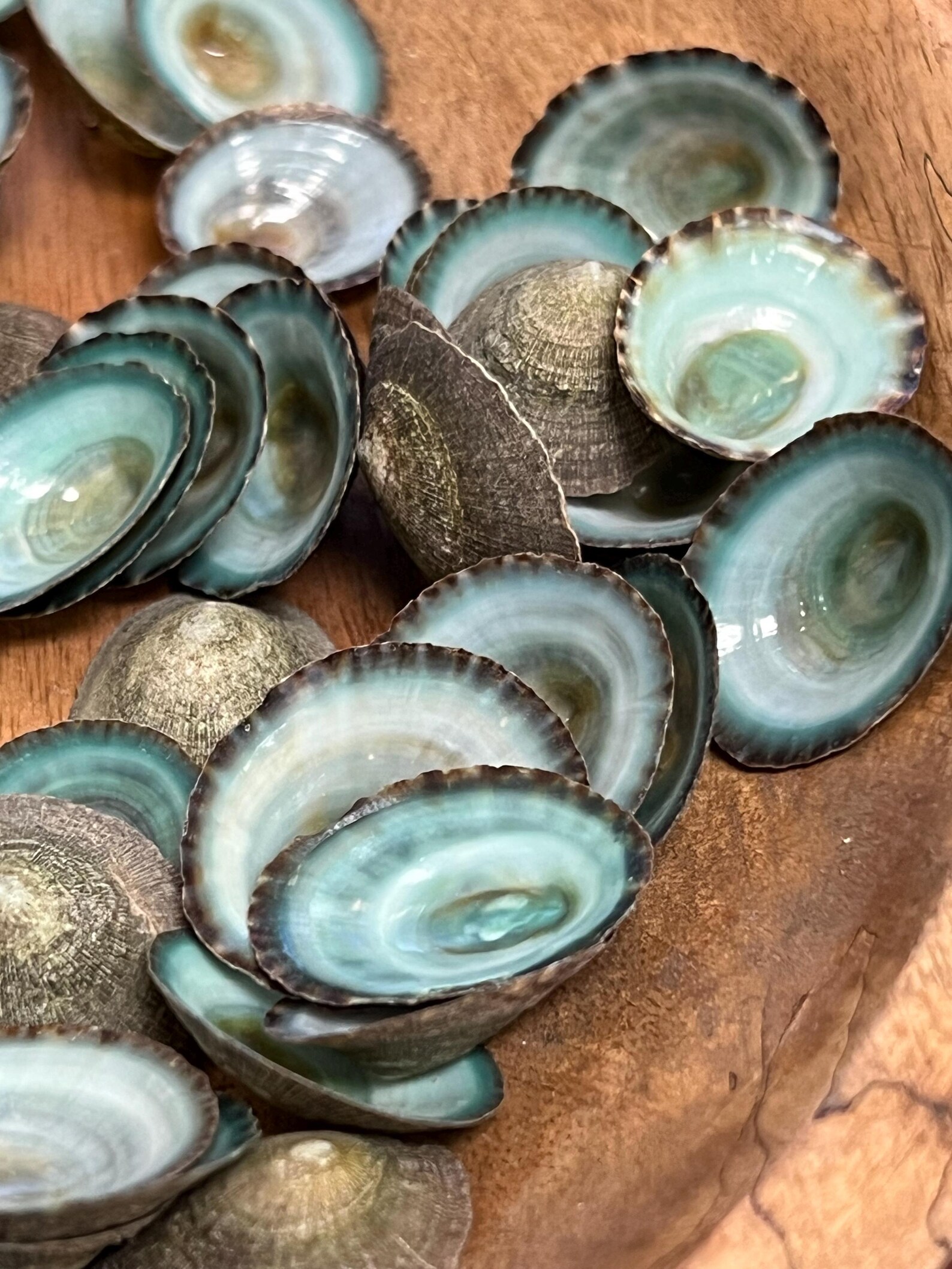 100 Pieces Green Limpet Shell Crafting Beach Decor - Etsy