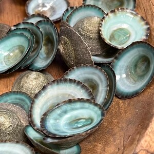 100 Pieces Green Limpet Shell Crafting Beach Decor - Etsy
