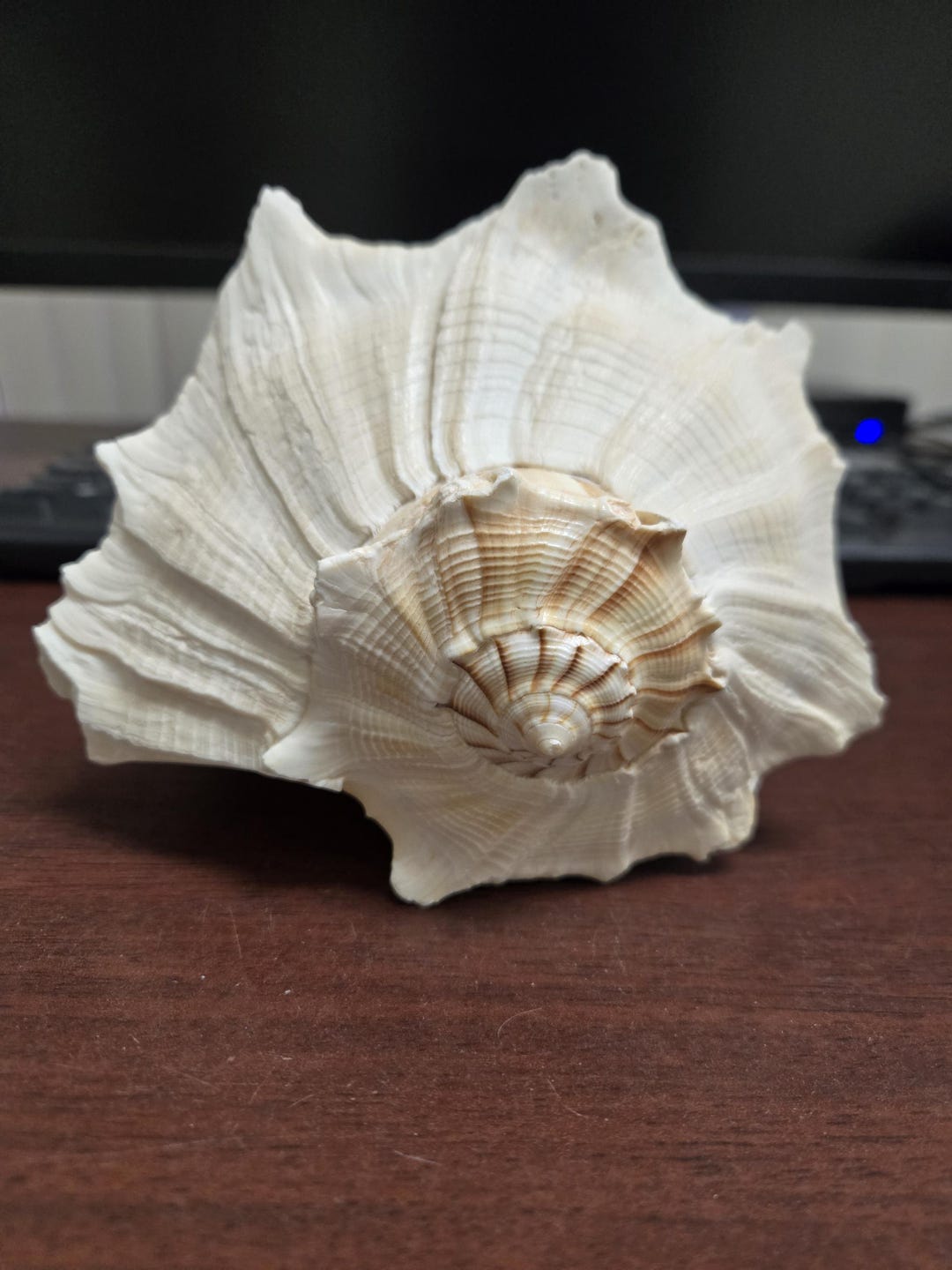 Right Handed Tiger Whelk Seashell DAKSHINAVARTI SHANKH 7 - Etsy