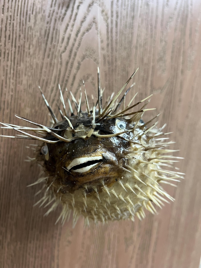 Large Dried Blow Puffer Porcupine Fish Taxidermy Nautical Craft 6” - Etsy