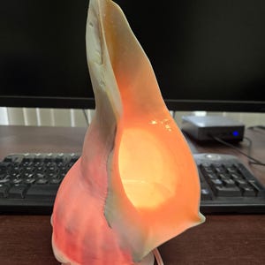 Whelk Sea SHELL Nautical Beach Decor NIGHTLIGHT LAMP - Etsy