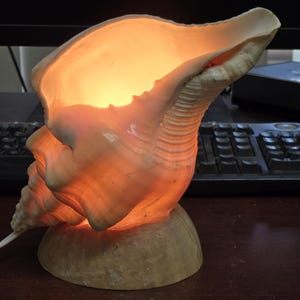 West Indian Shanka SHELL Nautical Beach Decor NIGHTLIGHT LAMP - Etsy