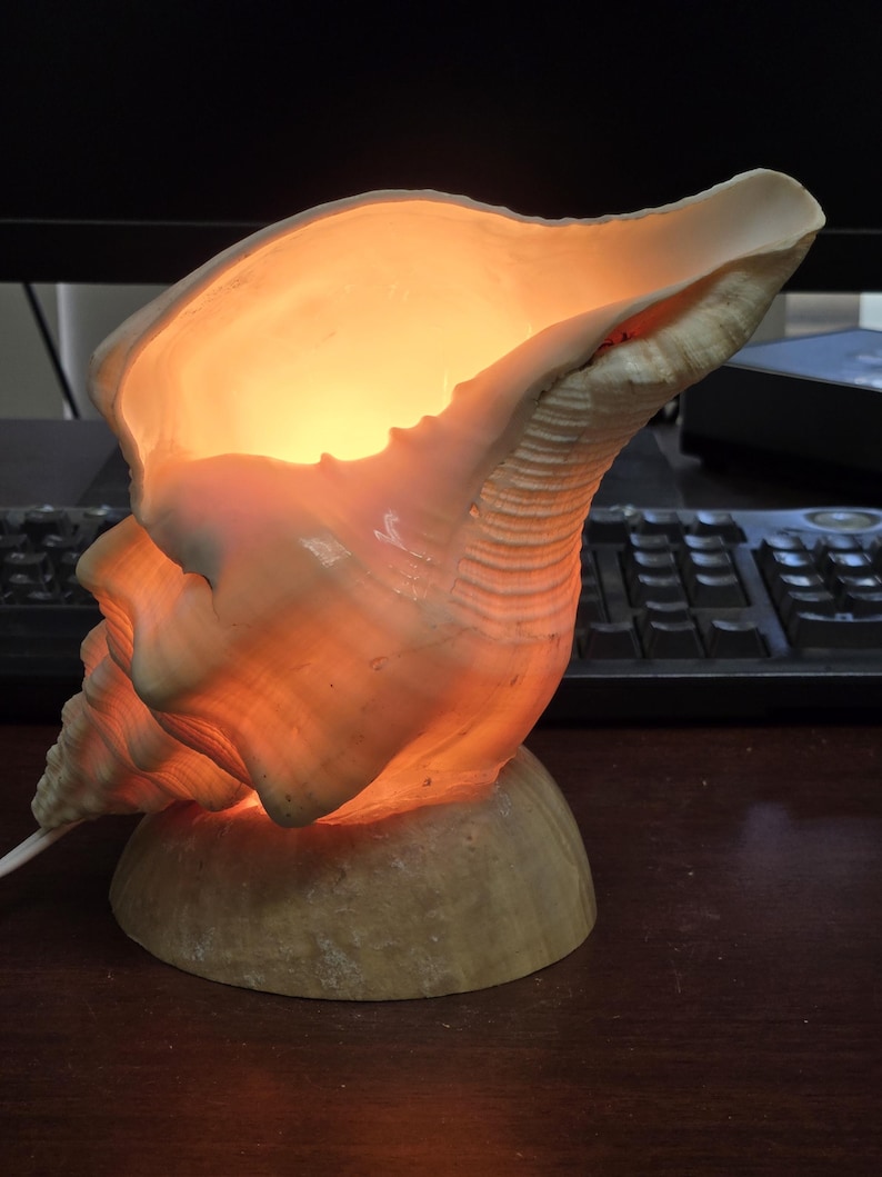 West Indian Shanka SHELL Nautical Beach Decor NIGHTLIGHT LAMP - Etsy