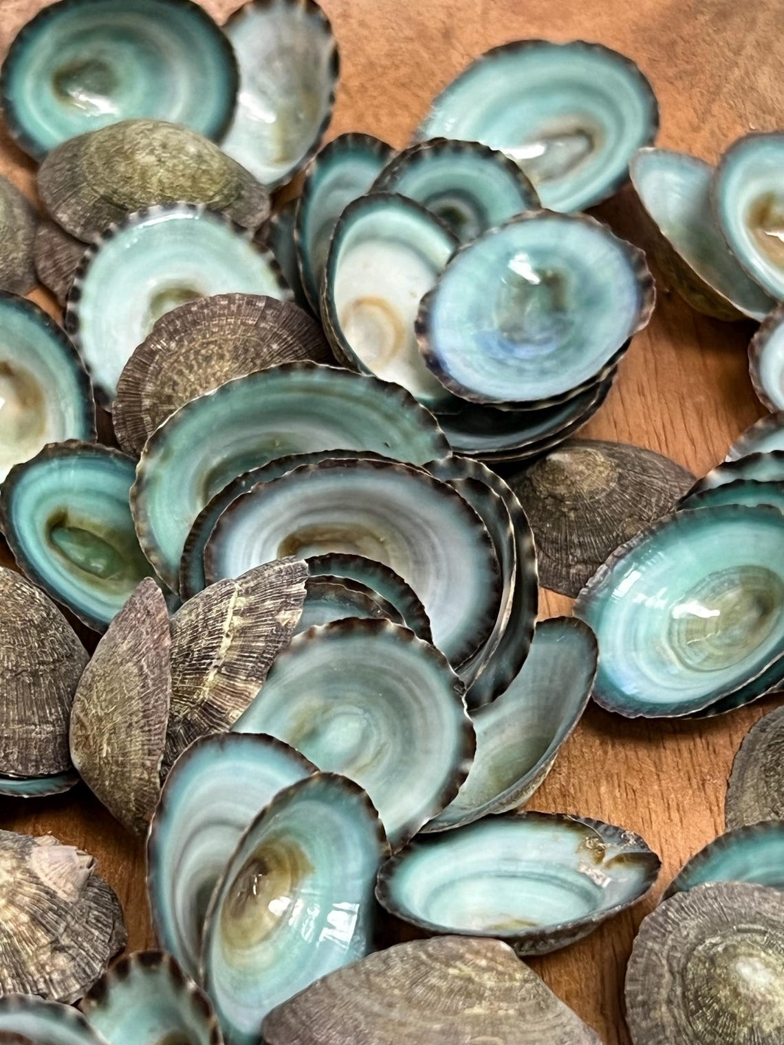 100 Pieces Green Limpet Shell Crafting Beach Decor - Etsy