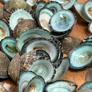 100 Pieces Green Limpet Shell Crafting Beach Decor - Etsy