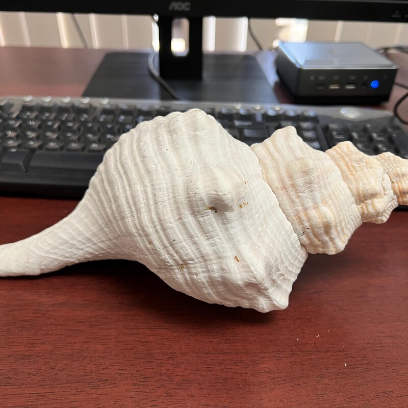 DecorativeSeashells - Etsy