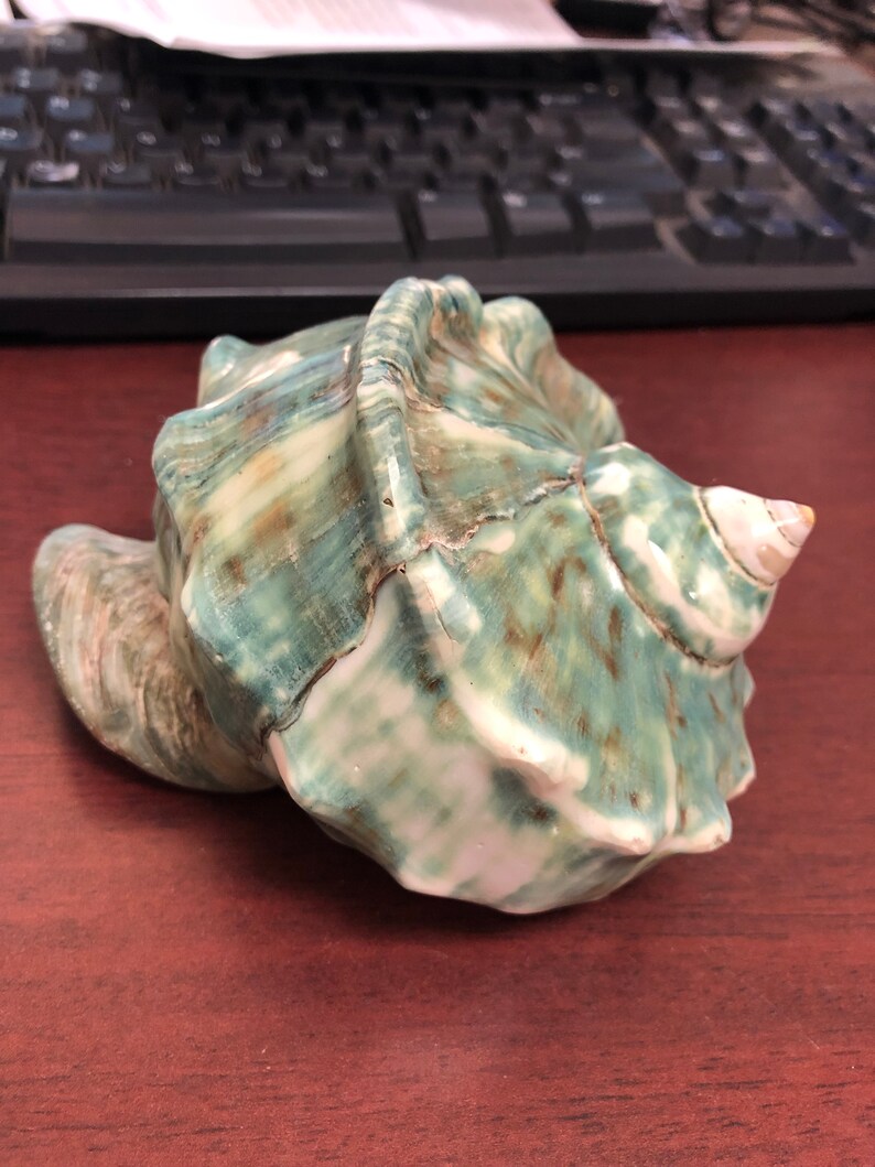 Very LARGE Green TURBO Hermit Crab Shell Decor 5 | Etsy