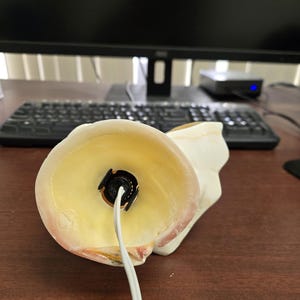 Whelk Sea SHELL Nautical Beach Decor NIGHTLIGHT LAMP - Etsy