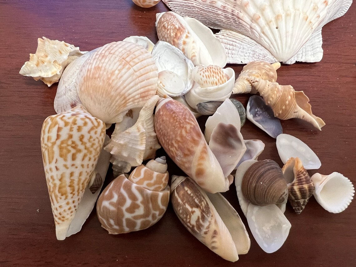 20+ Pcs Assorted Sea Shell Lion Paw Shell Pack Craft Shells White ...