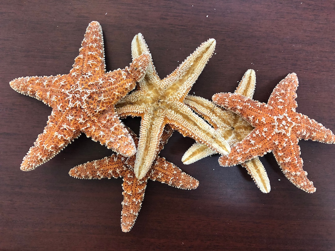 5 Pieces Large Orange Sugar Starfish Seashell Nautical Decor 4-5" - Etsy