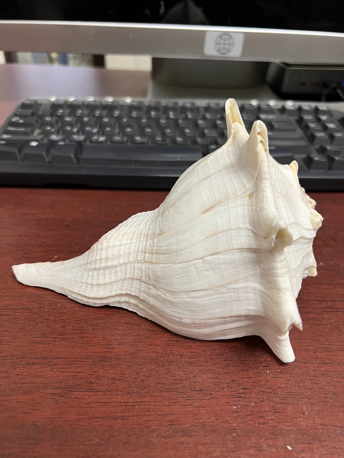 Right Handed Tiger Whelk Seashell DAKSHINAVARTI SHANKH 6 - Etsy