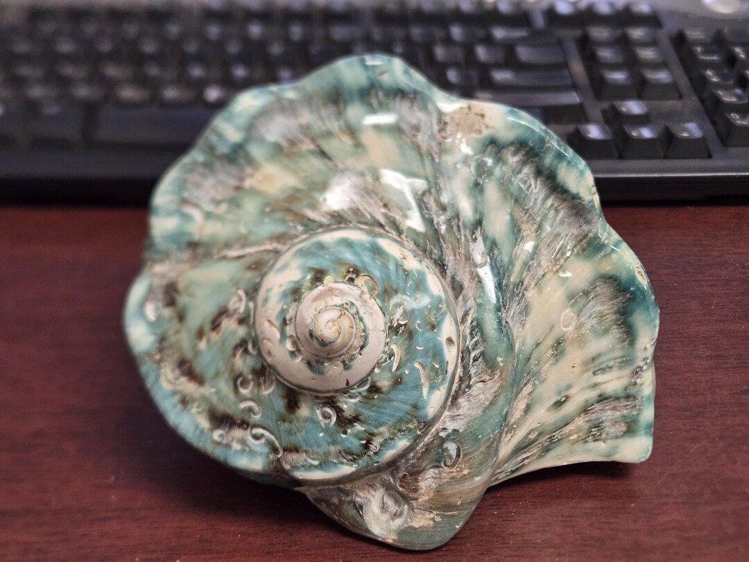 Very Large Green Jade Turbo Hermit Crab Sea Shell 7" - Etsy