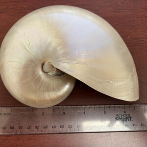 Sliced White Pearlized Nautilus Sea SHELL Nautical Beach Decor 6 1/2 - Etsy