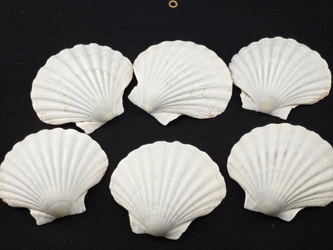 50 Pcs White Pectin Clam Dish Scallop Beach Sea Shell Pair 5" - Etsy
