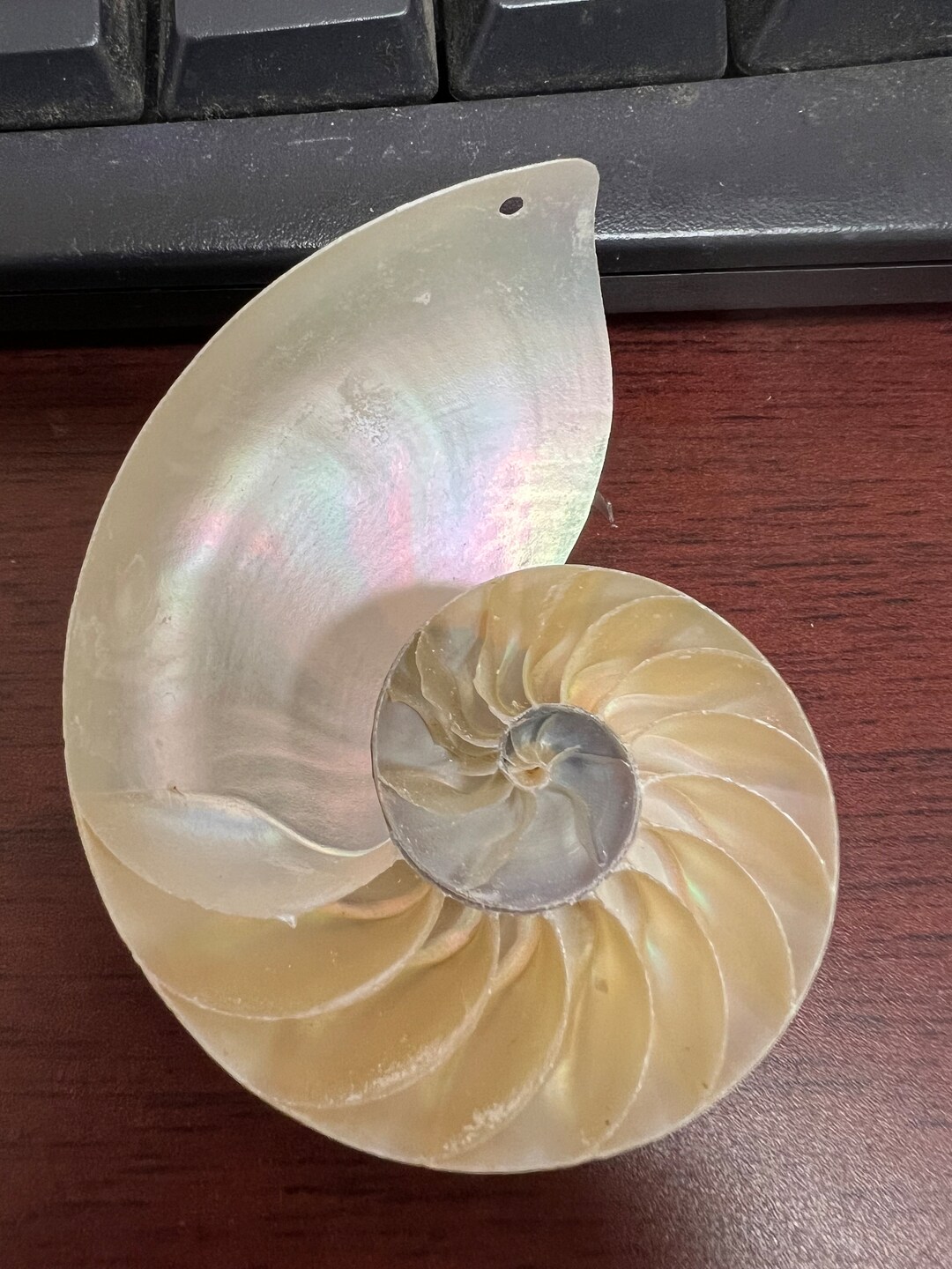 White Polished Pearlized Nautilus Center Sliced Decorative Nautical 2 3 ...