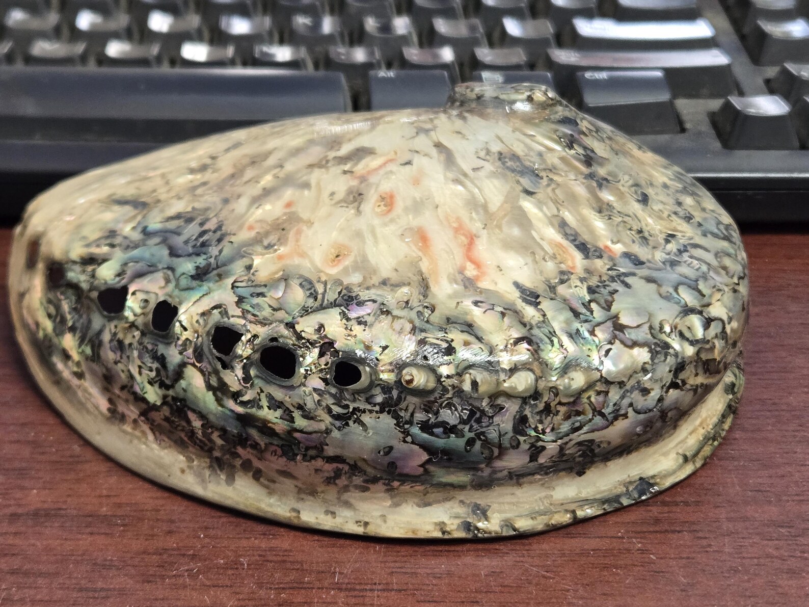 Double Sided Polished Very Large BLUE GREEN ABALONE Shell Smudging ...