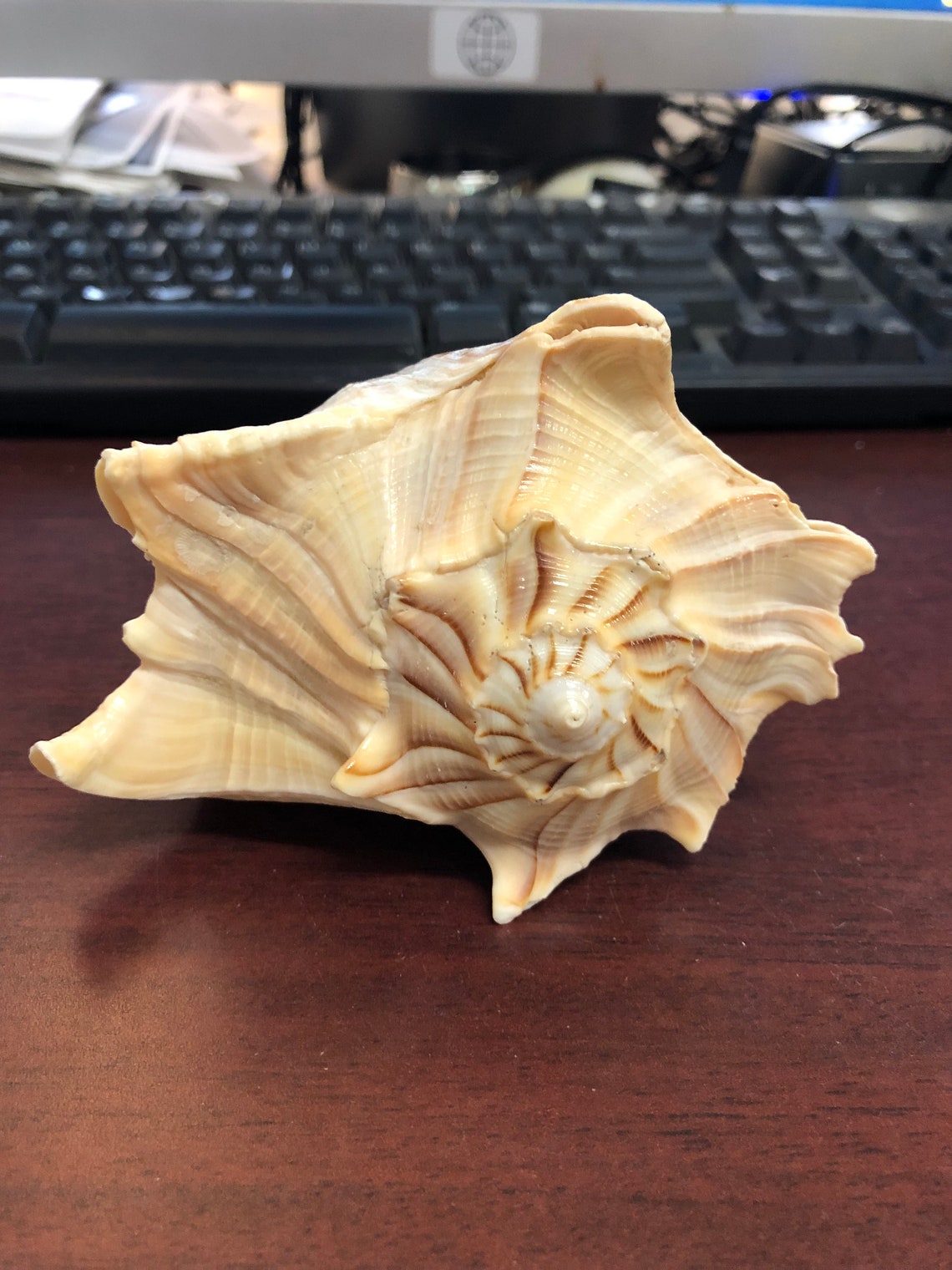 Right Handed Tiger Whelk Seashell DAKSHINAVARTI SHANKH 6 - Etsy