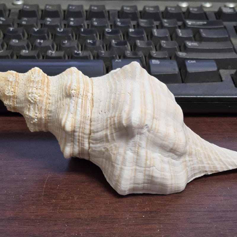 Horse Conchs Sea Shells - Etsy