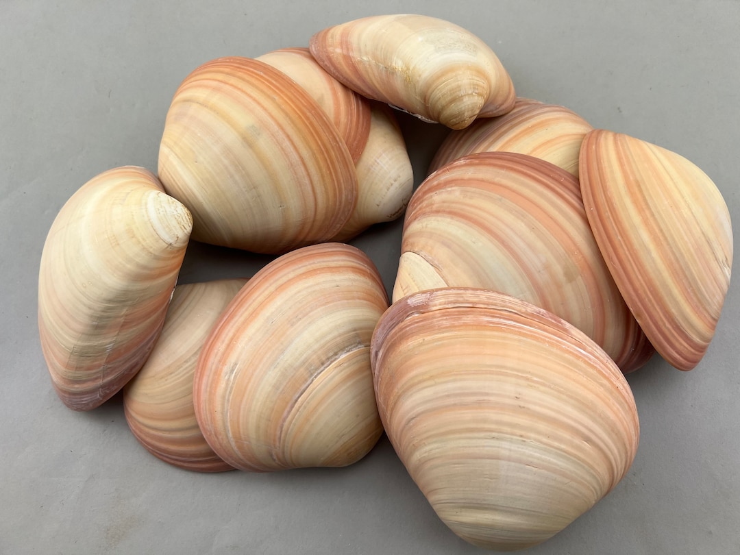 15 Pieces Pink Red Clam Megapitaria Aura Tica Shell Natural Seashell 4 ...