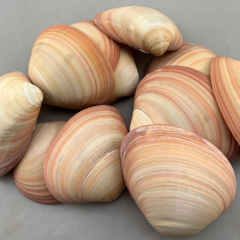 Clam Shell - Etsy