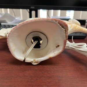 Conch SHELL Nautical Beach Decor NIGHTLIGHT LAMP - Etsy