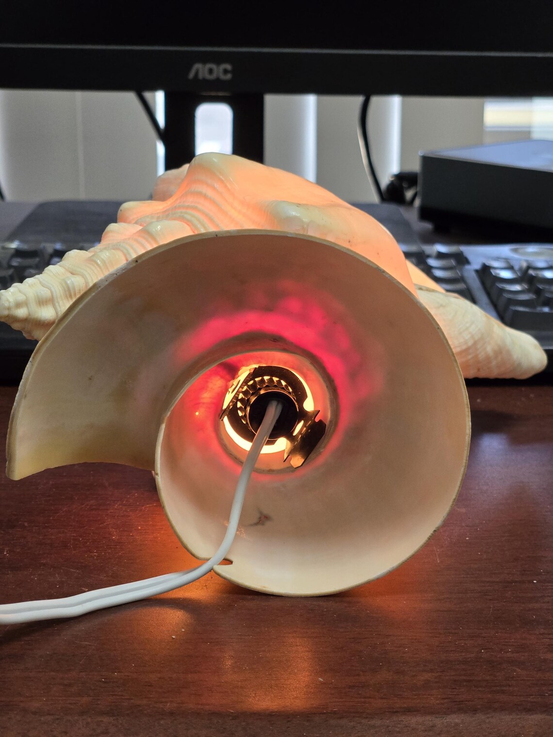 West Indian Shanka SHELL Nautical Beach Decor NIGHTLIGHT LAMP - Etsy