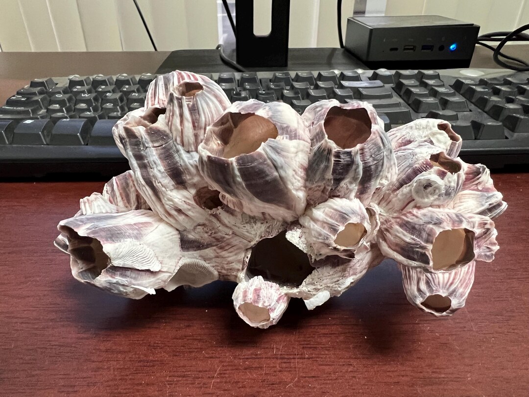 Purple Barnacle Coral Cluster Sea Shell Reef Tank Aquarium Decor - Etsy