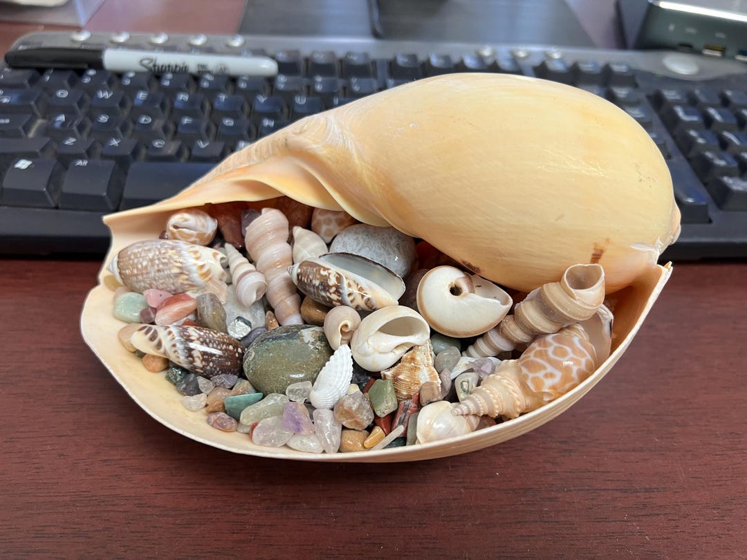 50+ Pcs Colorful LARGE Melon SHELL Craft Shell Box - Etsy
