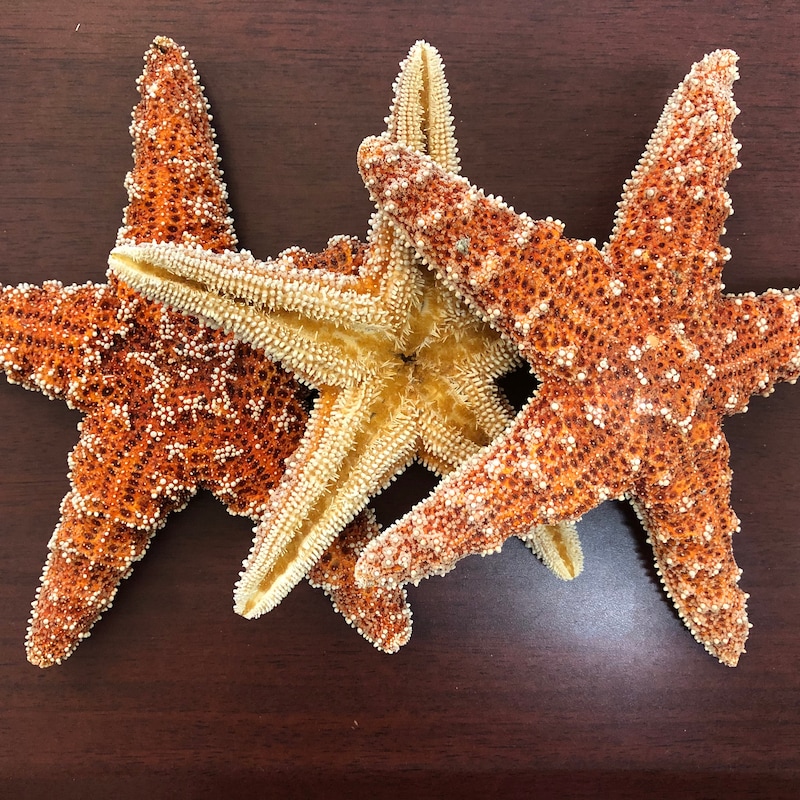 Starfish Decor - Etsy