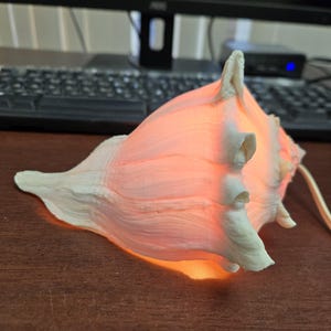 Whelk Sea SHELL Nautical Beach Decor NIGHTLIGHT LAMP - Etsy