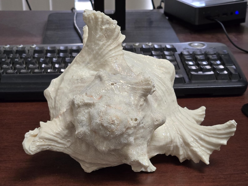 Very LARGE White Pink Murex Shell Decor 9" - Etsy