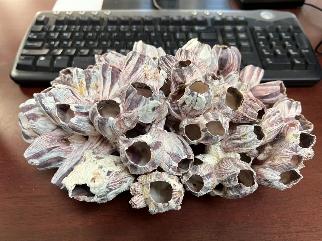 Purple Barnacle Coral Cluster Sea Shell Reef Tank Aquarium Decor - Etsy