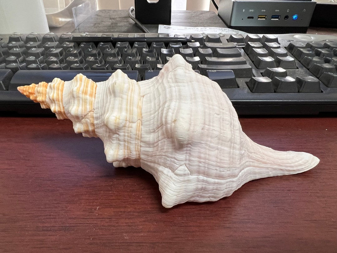 LARGE Natural Brown Striped Horse Conch Sea Shell Nautical 7 - Etsy
