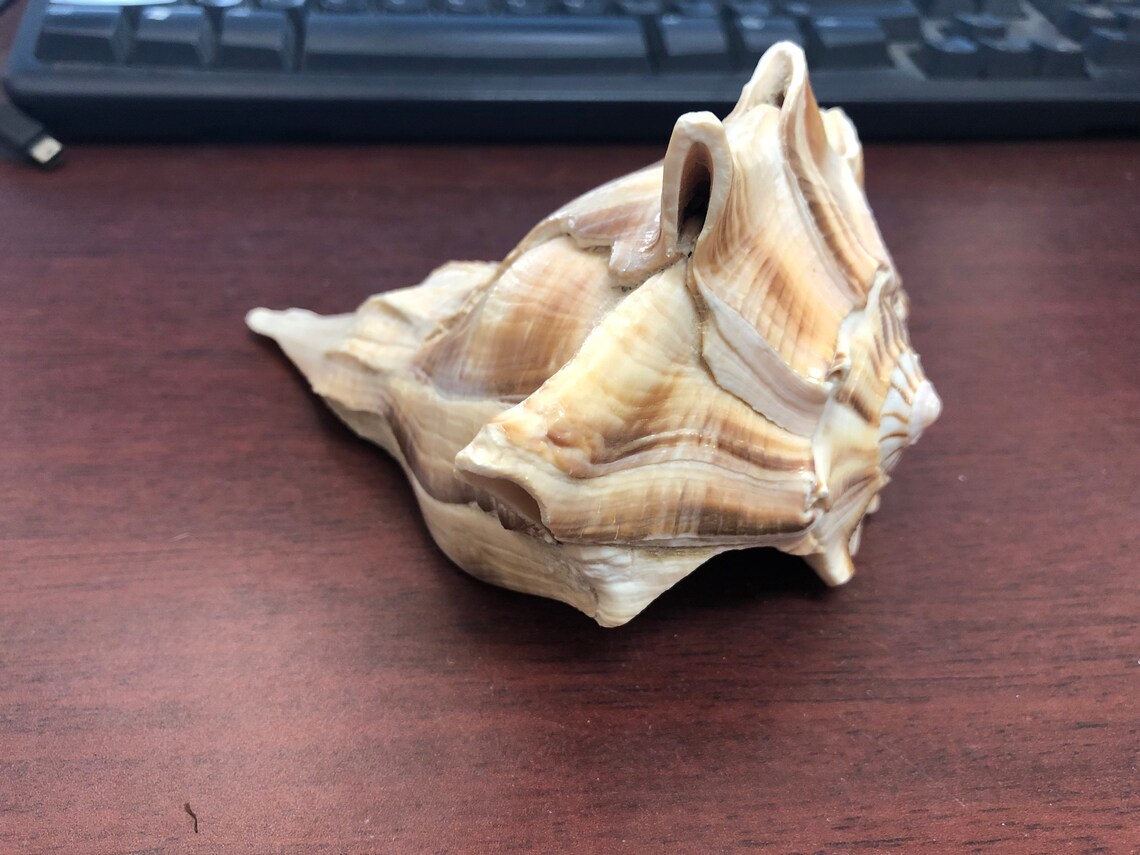 Right Handed Tiger Whelk Seashell DAKSHINAVARTI SHANKH 6 | Etsy