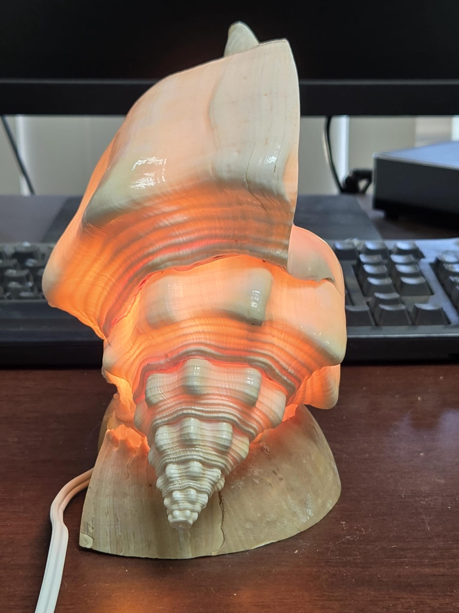 West Indian Shanka SHELL Nautical Beach Decor NIGHTLIGHT LAMP - Etsy