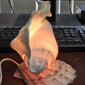 Conch SHELL Nautical Beach Decor NIGHTLIGHT LAMP - Etsy