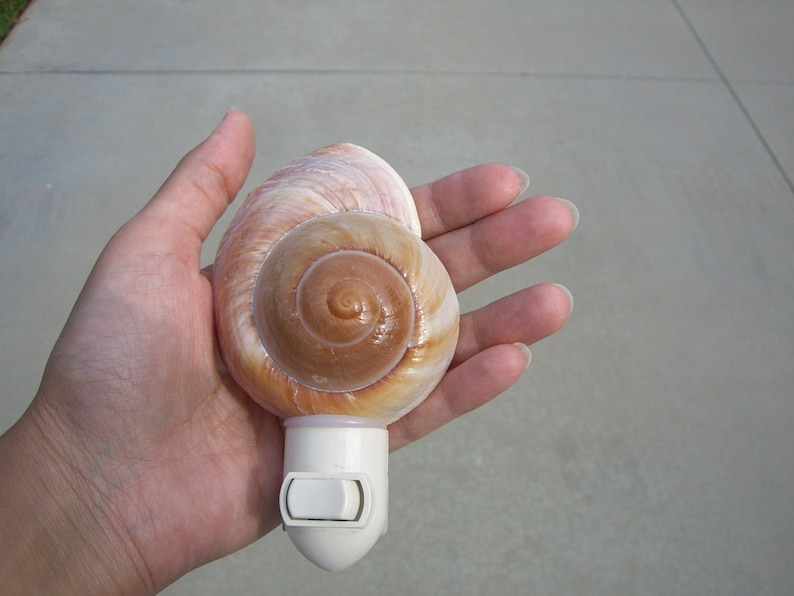 Brown Snail Sea SHELL Nautical Beach Decor NIGHTLIGHT - Etsy