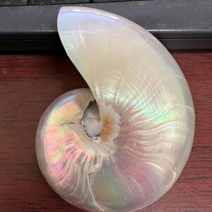 White Polished Pearlized Nautilus Center Sliced Decorative Nautical 2 3 ...